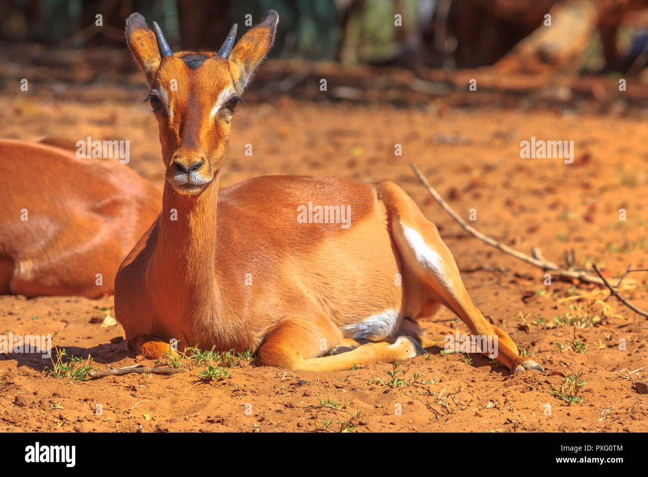 Front view of Springbok female, Antidorcas marsupialis, sitting in red ...
