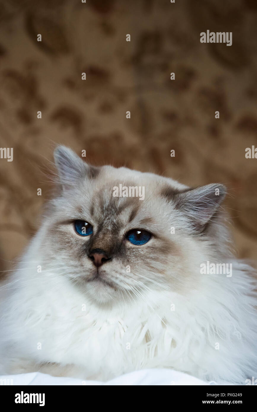 Lilac point birman cat hi-res stock photography and images - Alamy