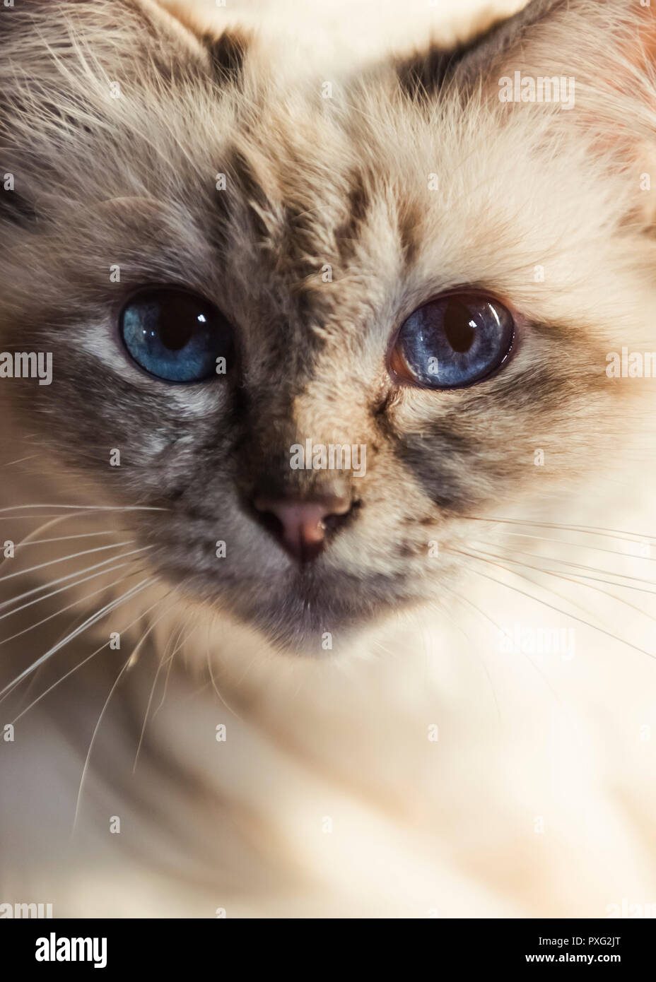 Lilac point birman cat hi-res stock photography and images - Alamy