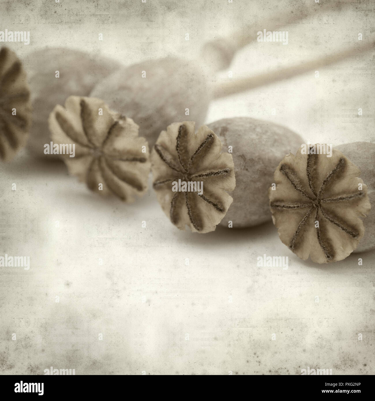 textured old paper background with dry seed pods of breadseed poppy ...