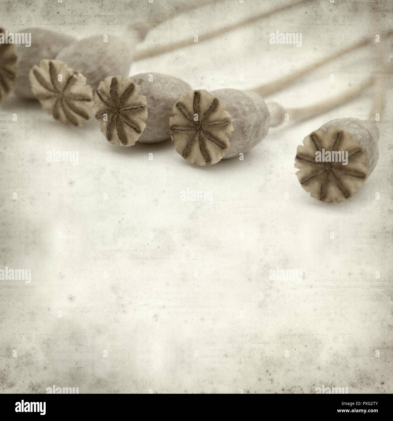 textured old paper background with dry seed pods of breadseed poppy ...