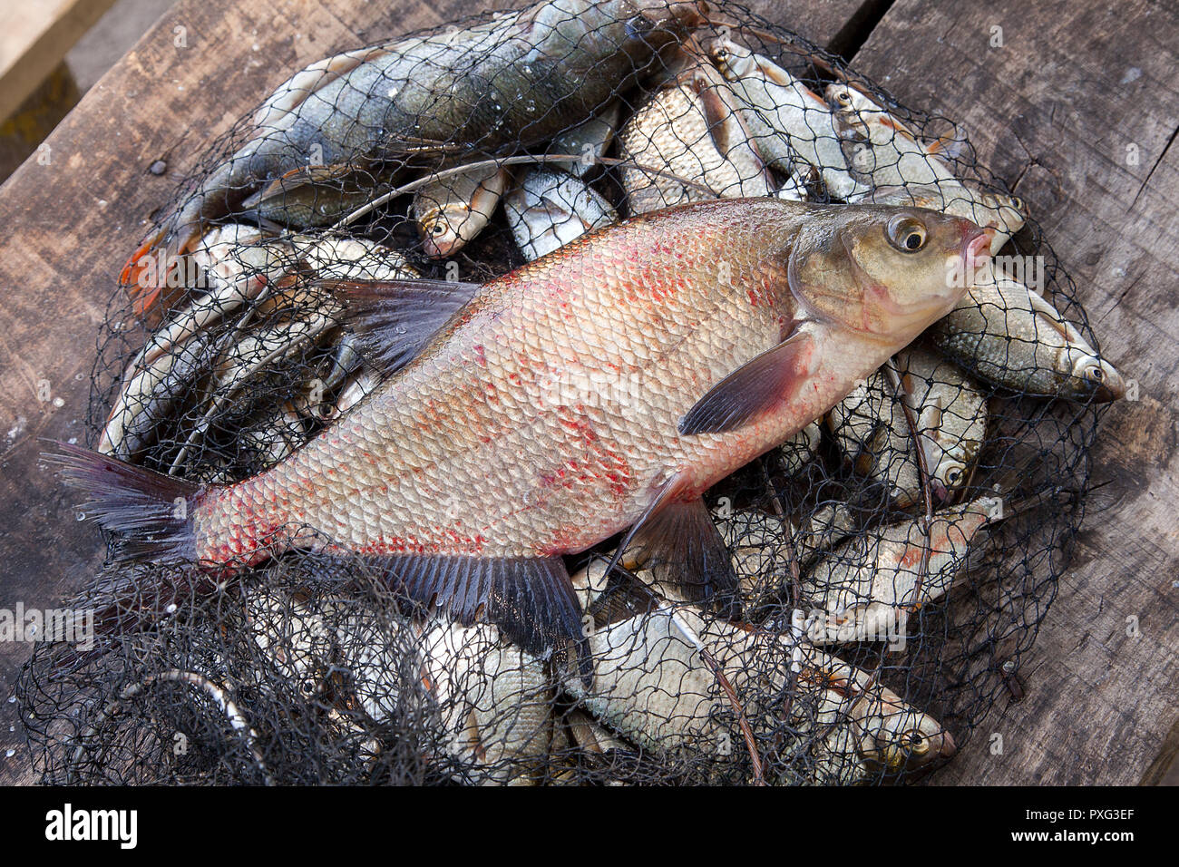 Good catch. Close up view of just taken from the water big freshwater ...