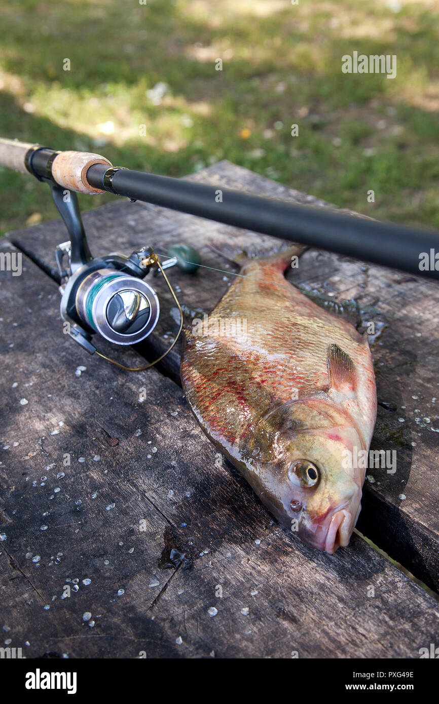 Fishing concept, trophy catch - just taken from the water big ...