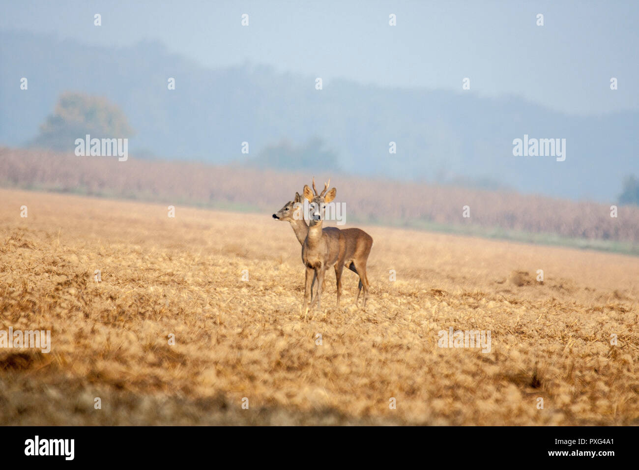 Deers in the morning hi-res stock photography and images - Alamy