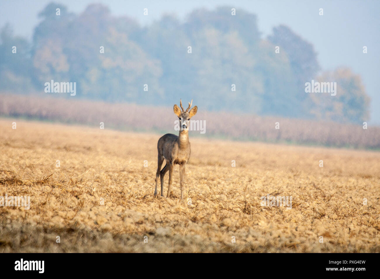 Deers in the morning hi-res stock photography and images - Alamy