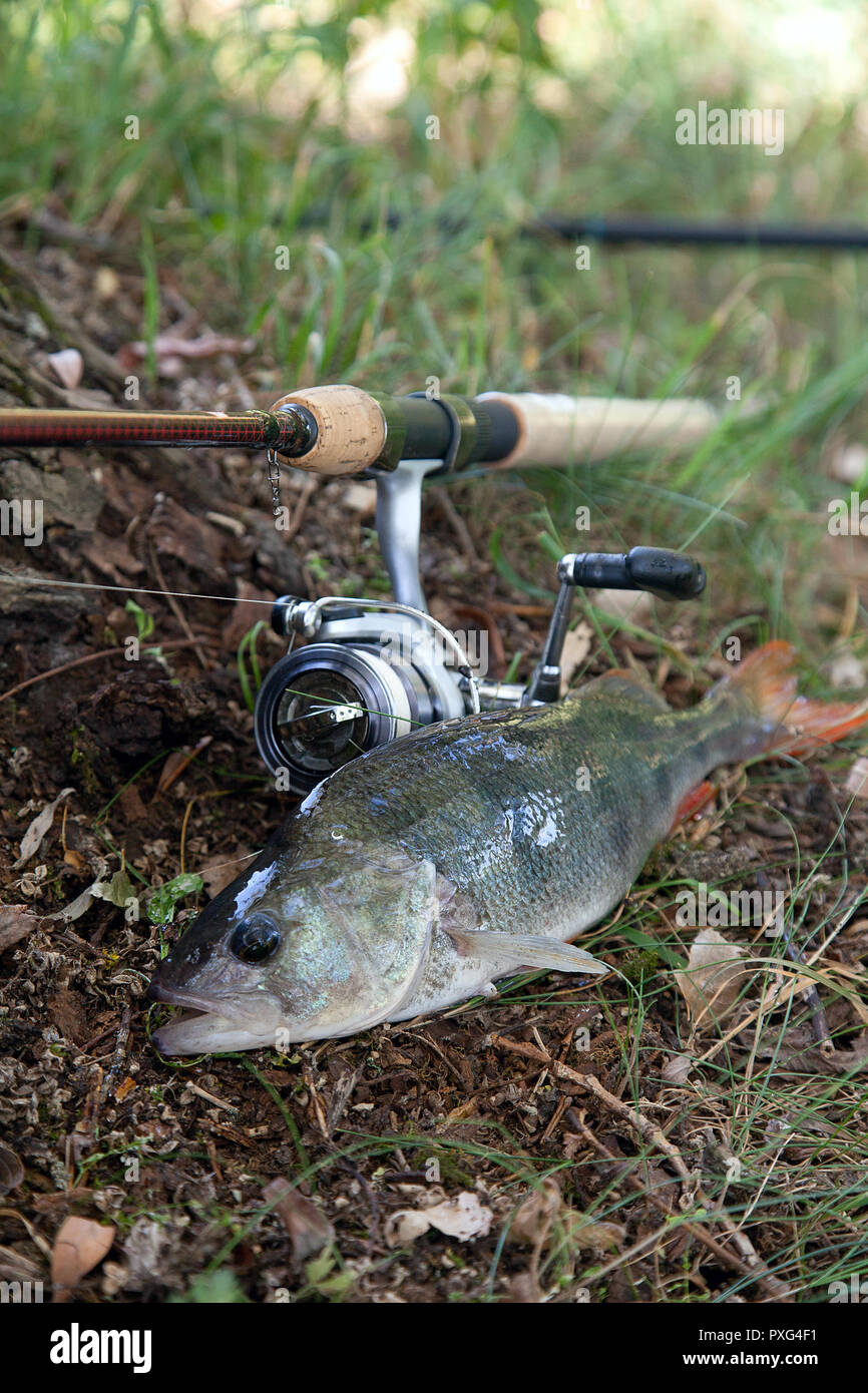 Freshwater perch and fishing rod with reel on natural background ...