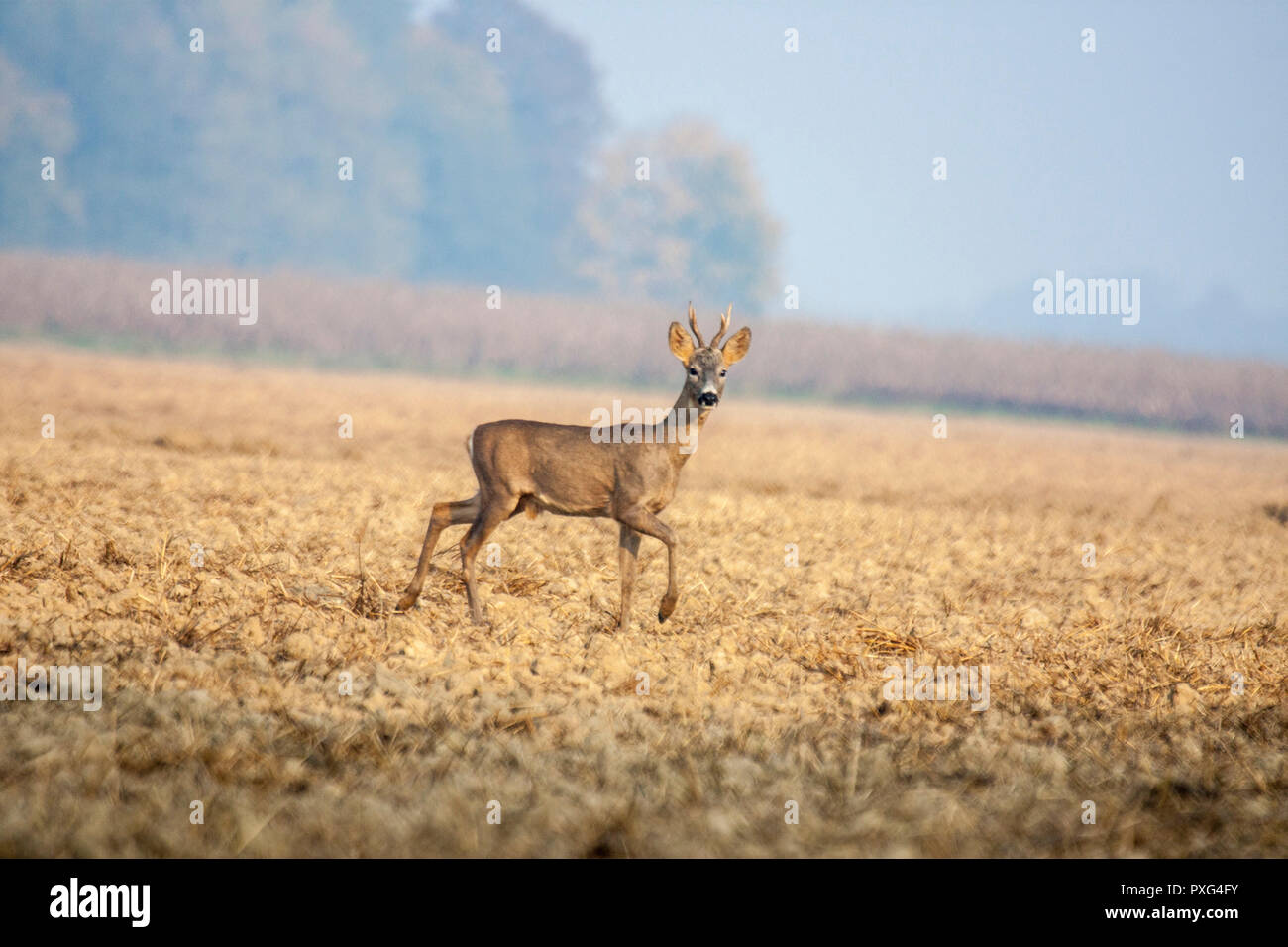 Deers in the morning hi-res stock photography and images - Alamy