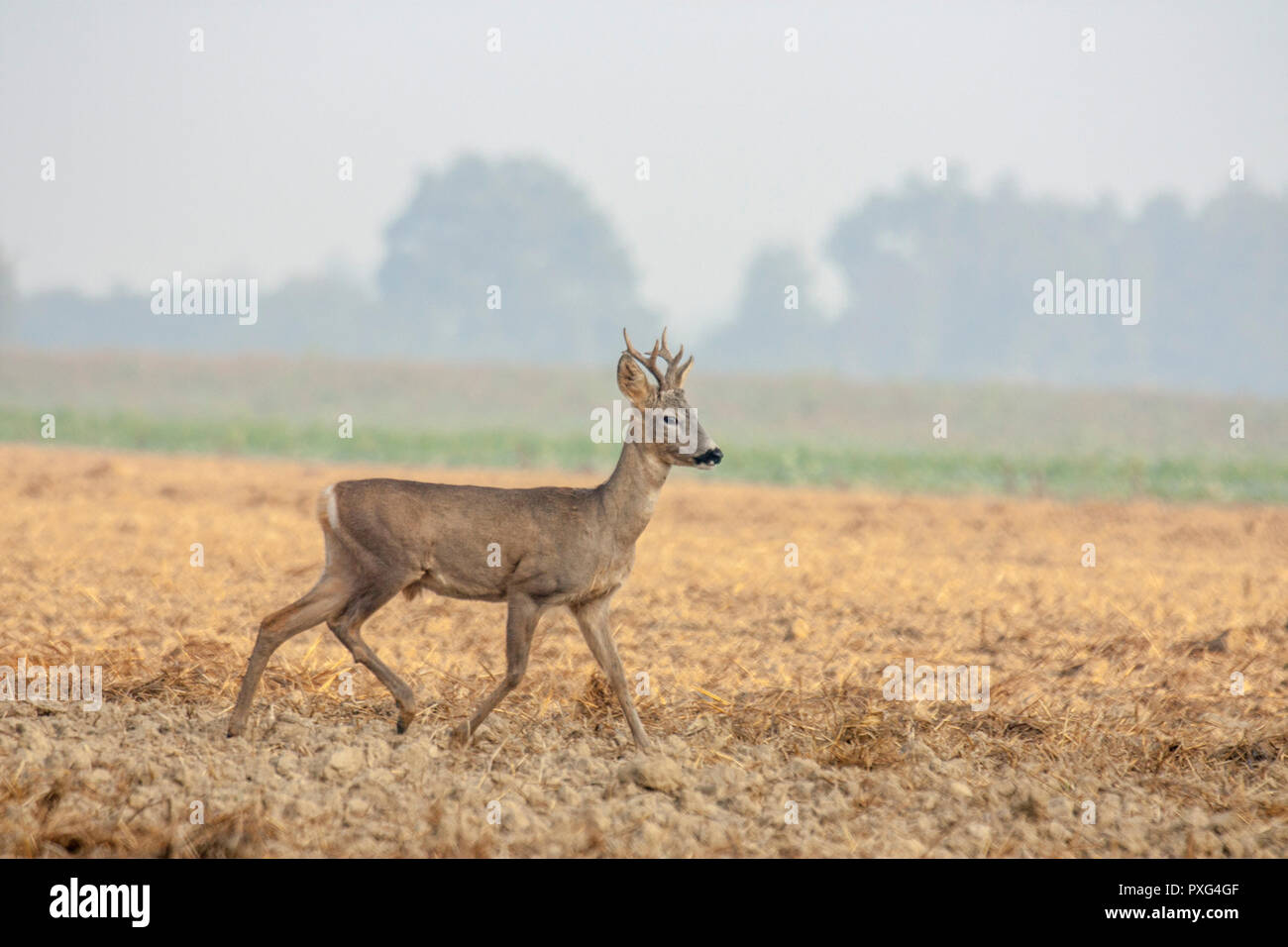 Deers in the morning hi-res stock photography and images - Alamy