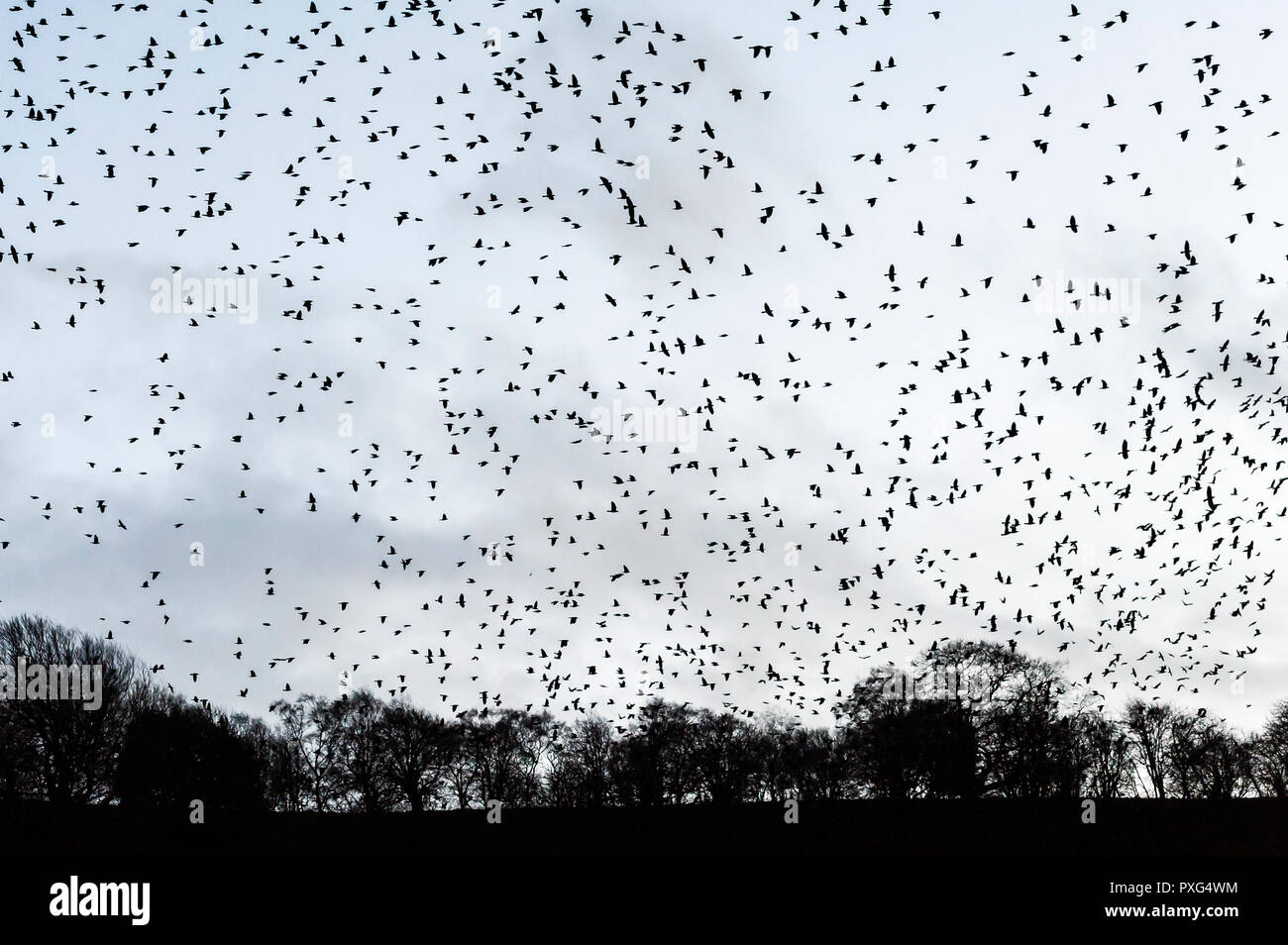 Wales, UK. Rooks circling before settling for the night, on a cold grey ...