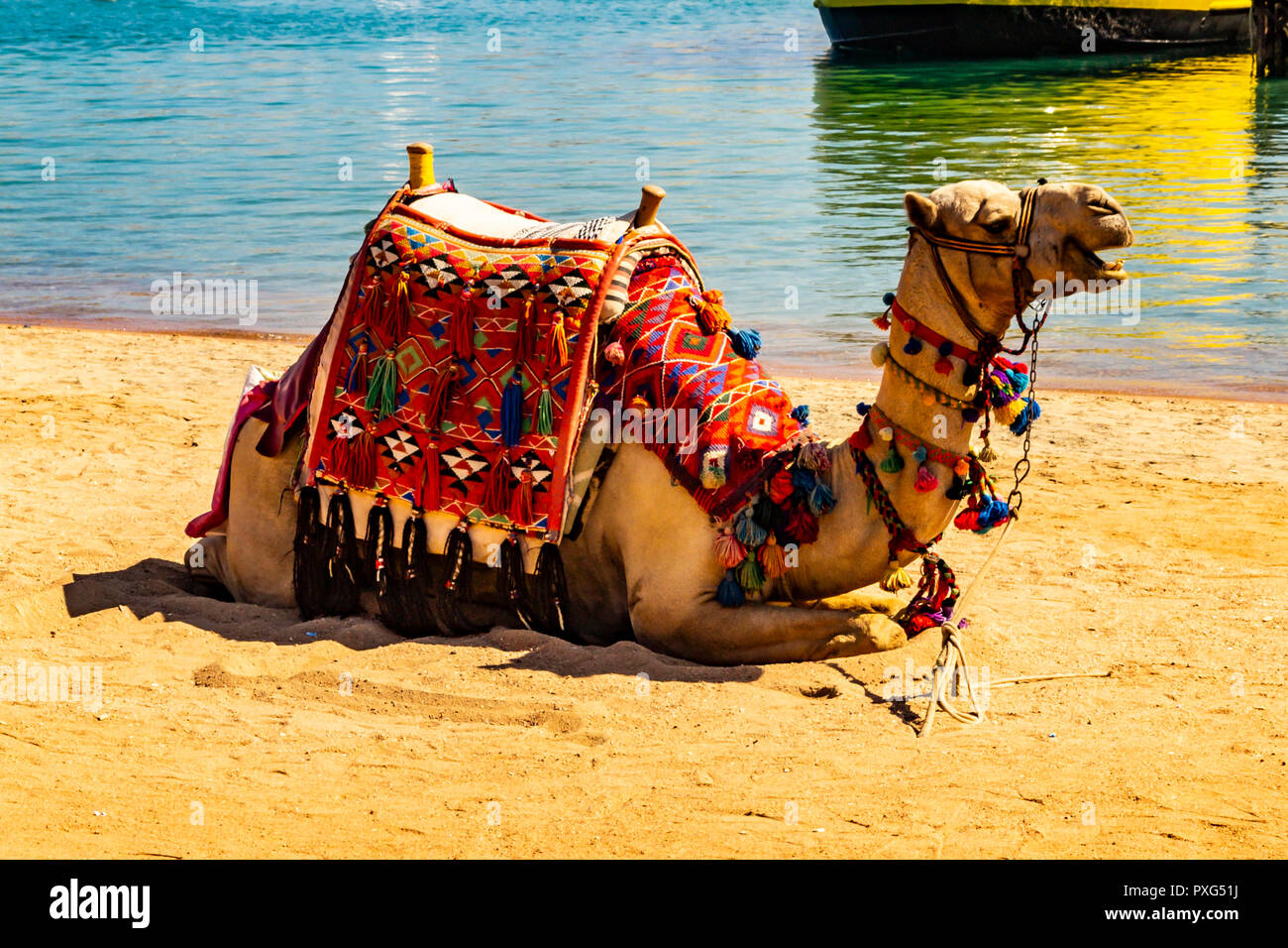 Resting camel on sand beach. Sharm-el-Sheikh, Egypt Stock Photo - Alamy