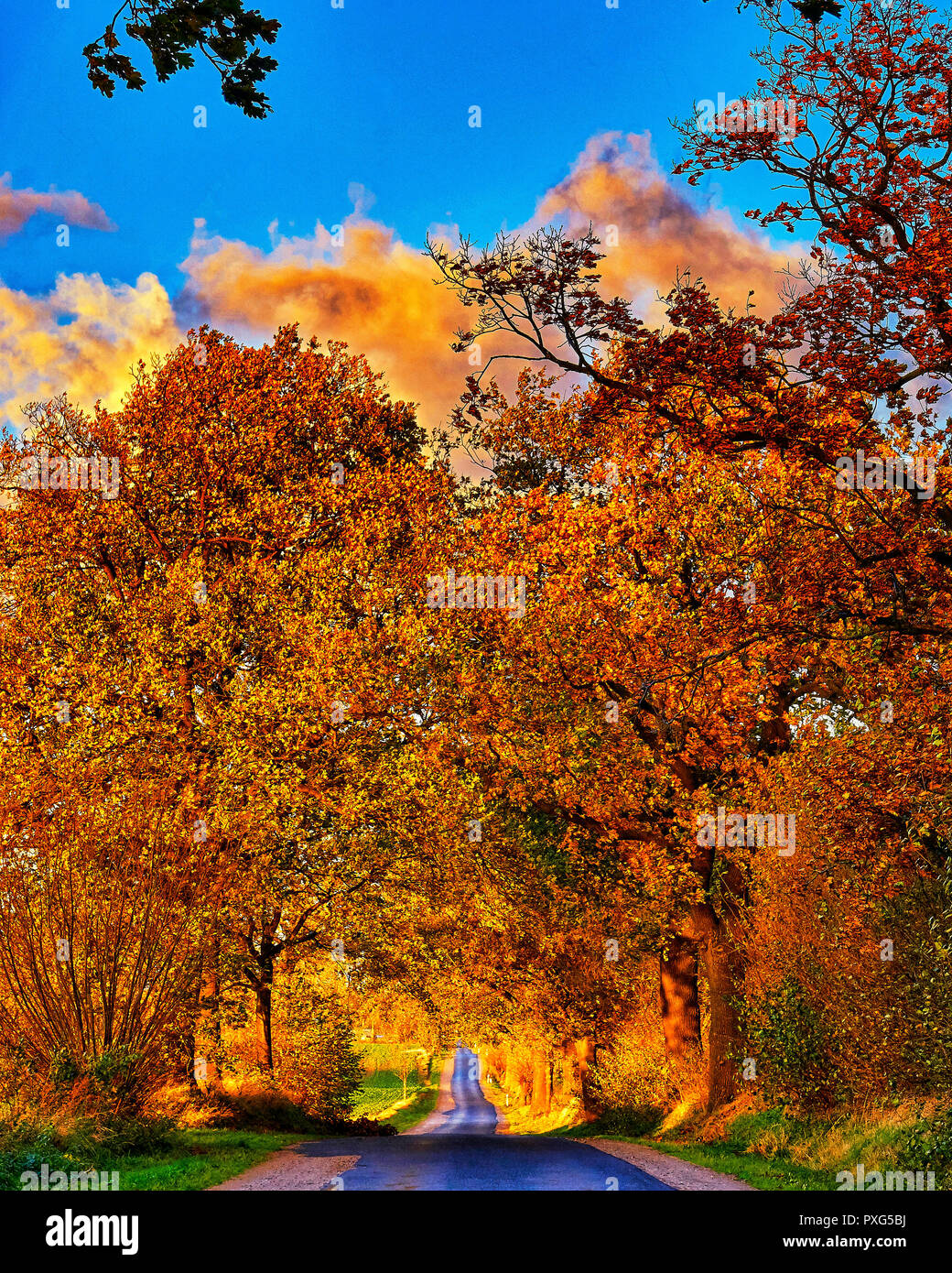 A beautiful avenue of trees and colorful clouds Stock Photo - Alamy