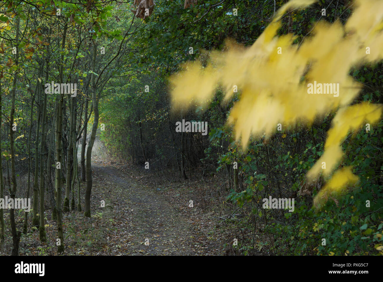 Dark pathway in autumn hi-res stock photography and images - Alamy