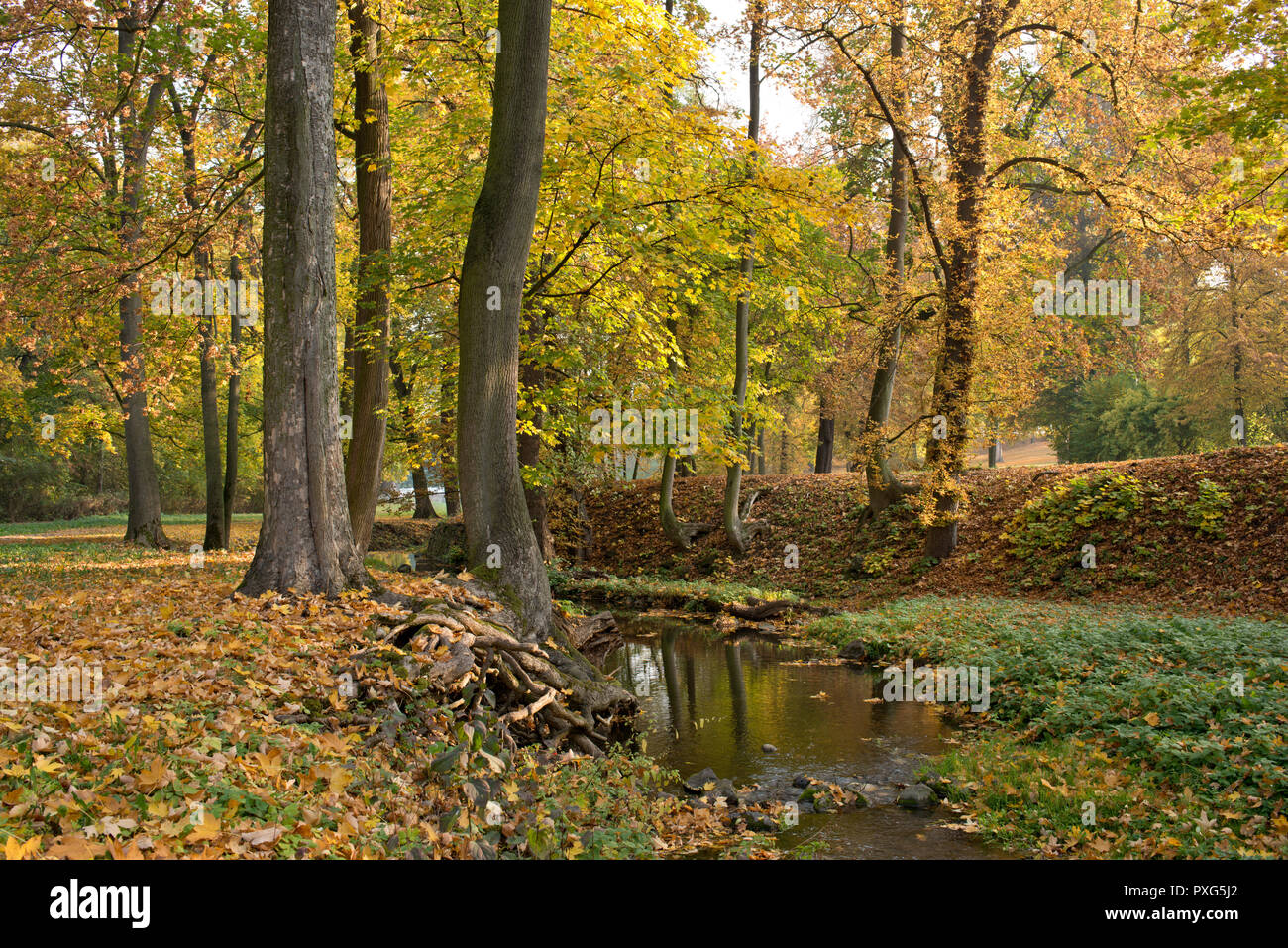 Autumn landscape creek in wood hi-res stock photography and images - Alamy