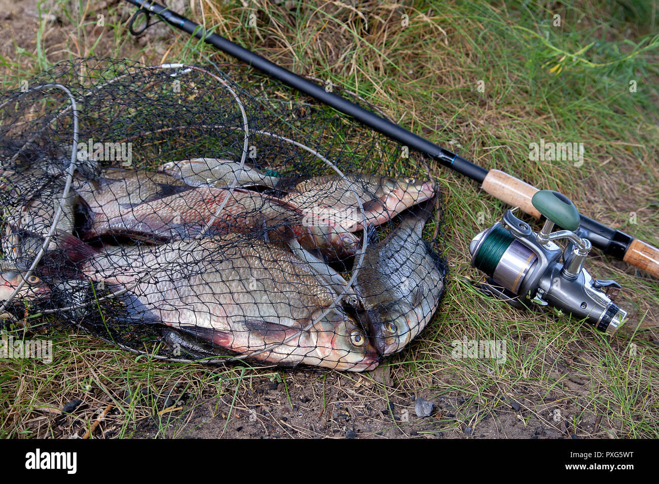 Good catch. Just taken from the water big freshwater common bream known ...