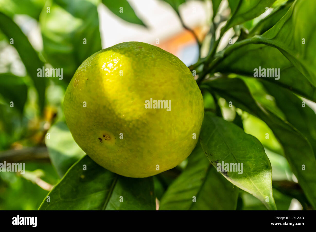 close up mandarin tree and fruits with green leaves in nature Stock ...