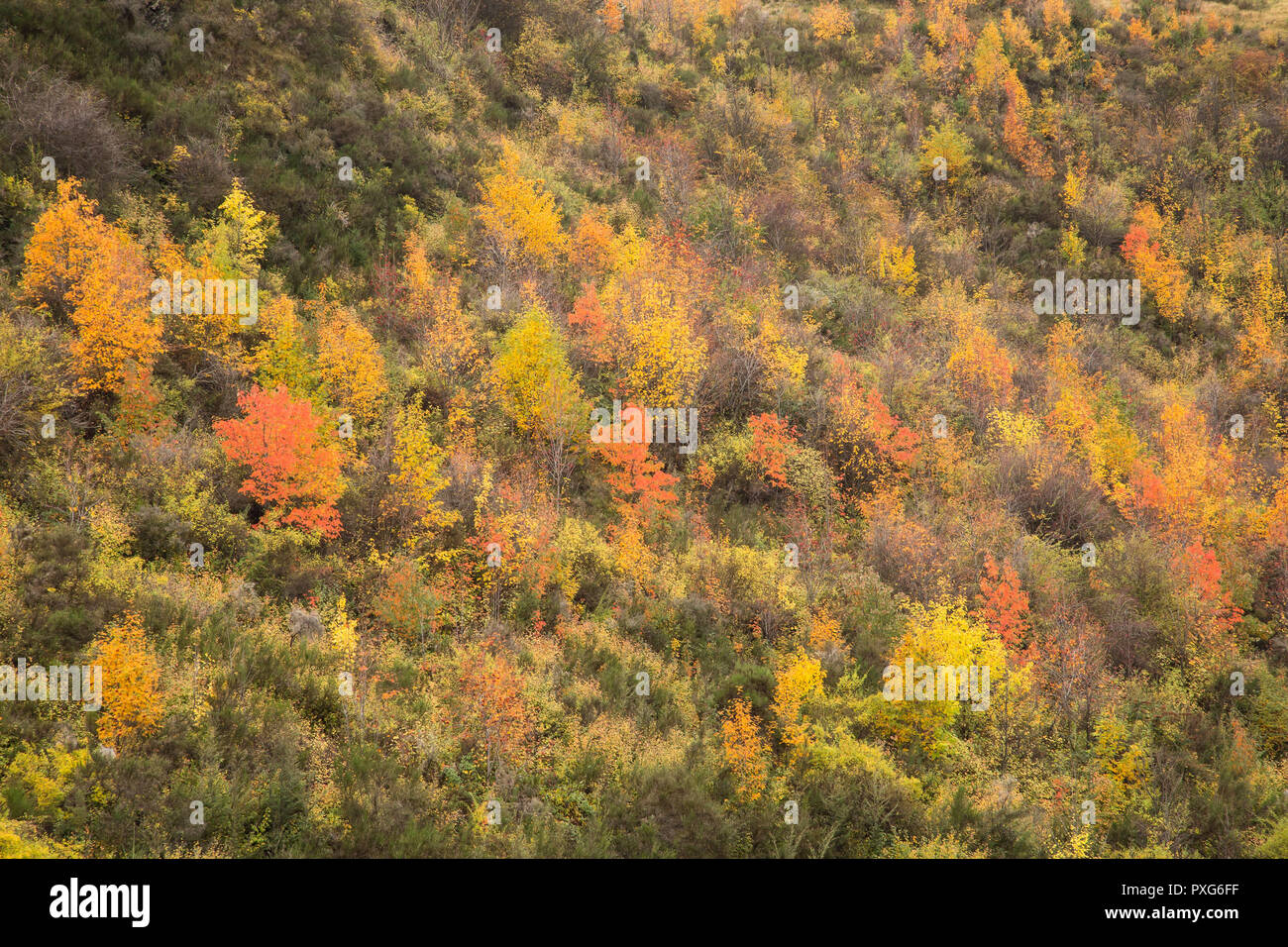 Autumn trees on hillside Arrowtown NZ Stock Photo - Alamy