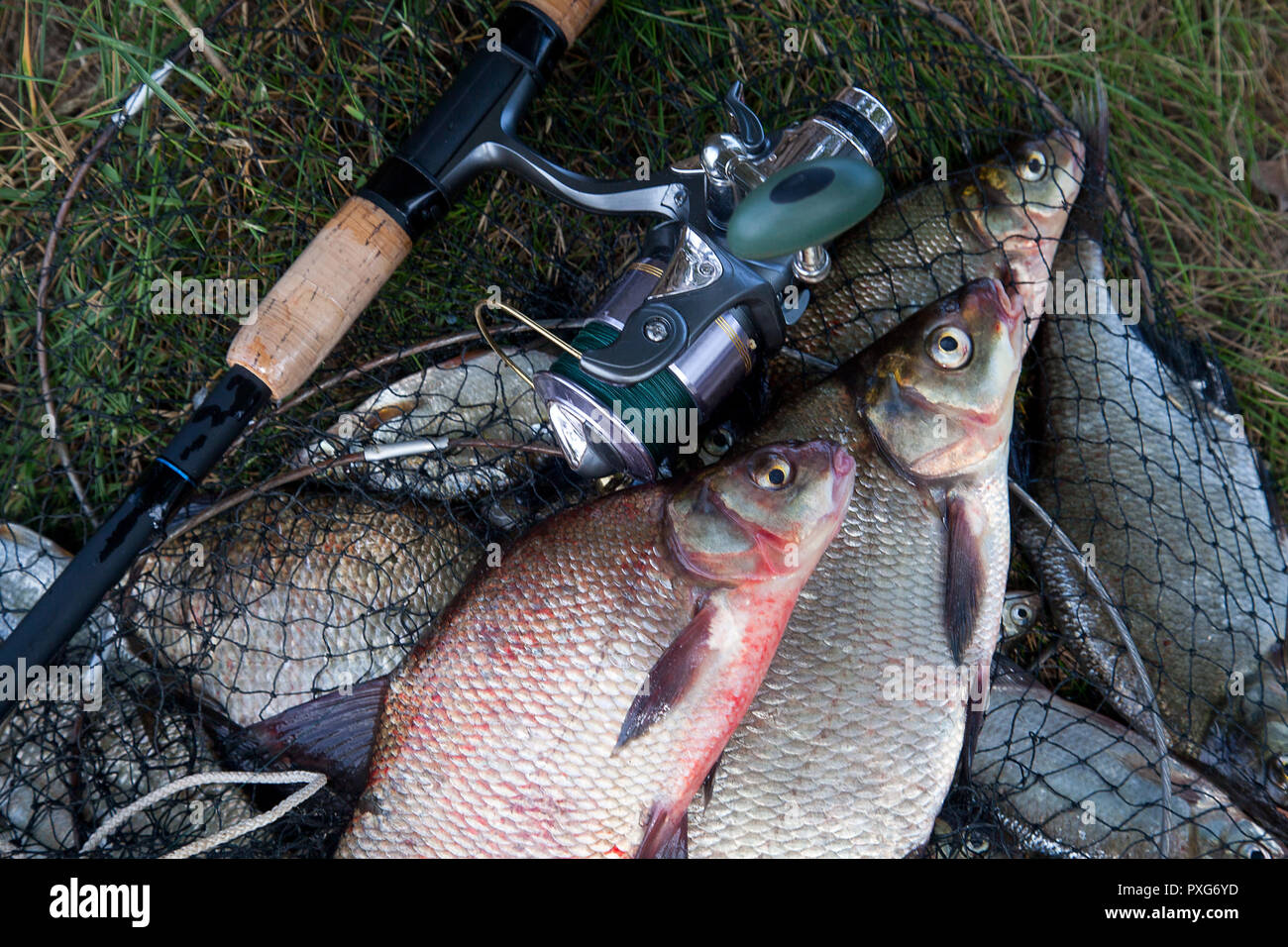 Good catch. Just taken from the water big freshwater common bream known ...