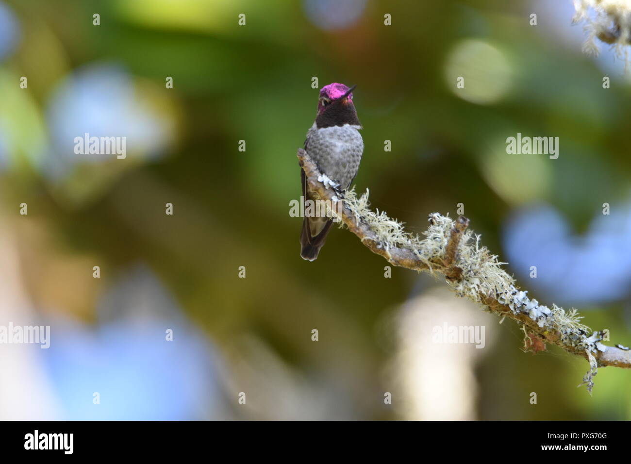 Anna griffin hi-res stock photography and images - Alamy