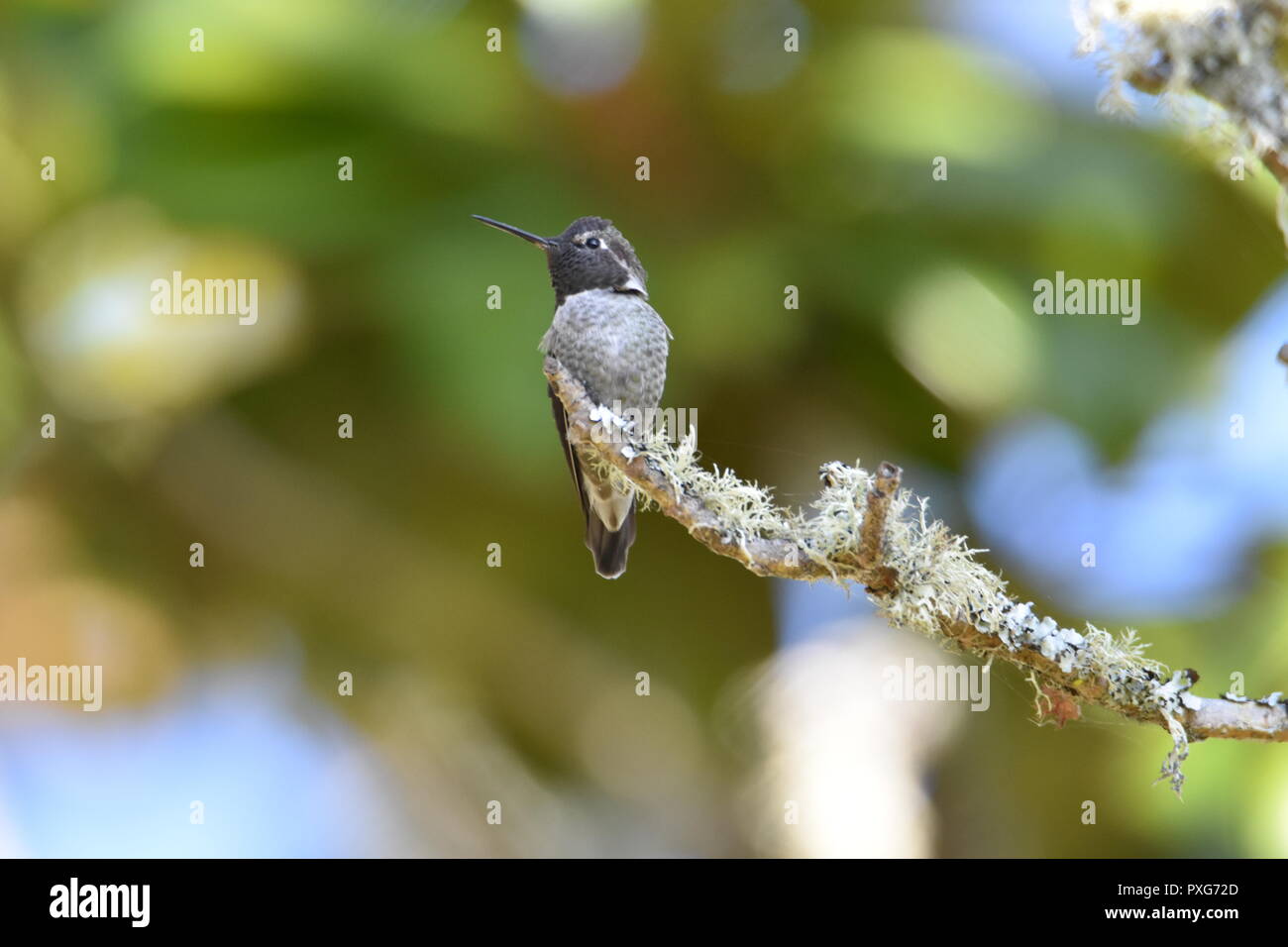Anna griffin hi-res stock photography and images - Alamy