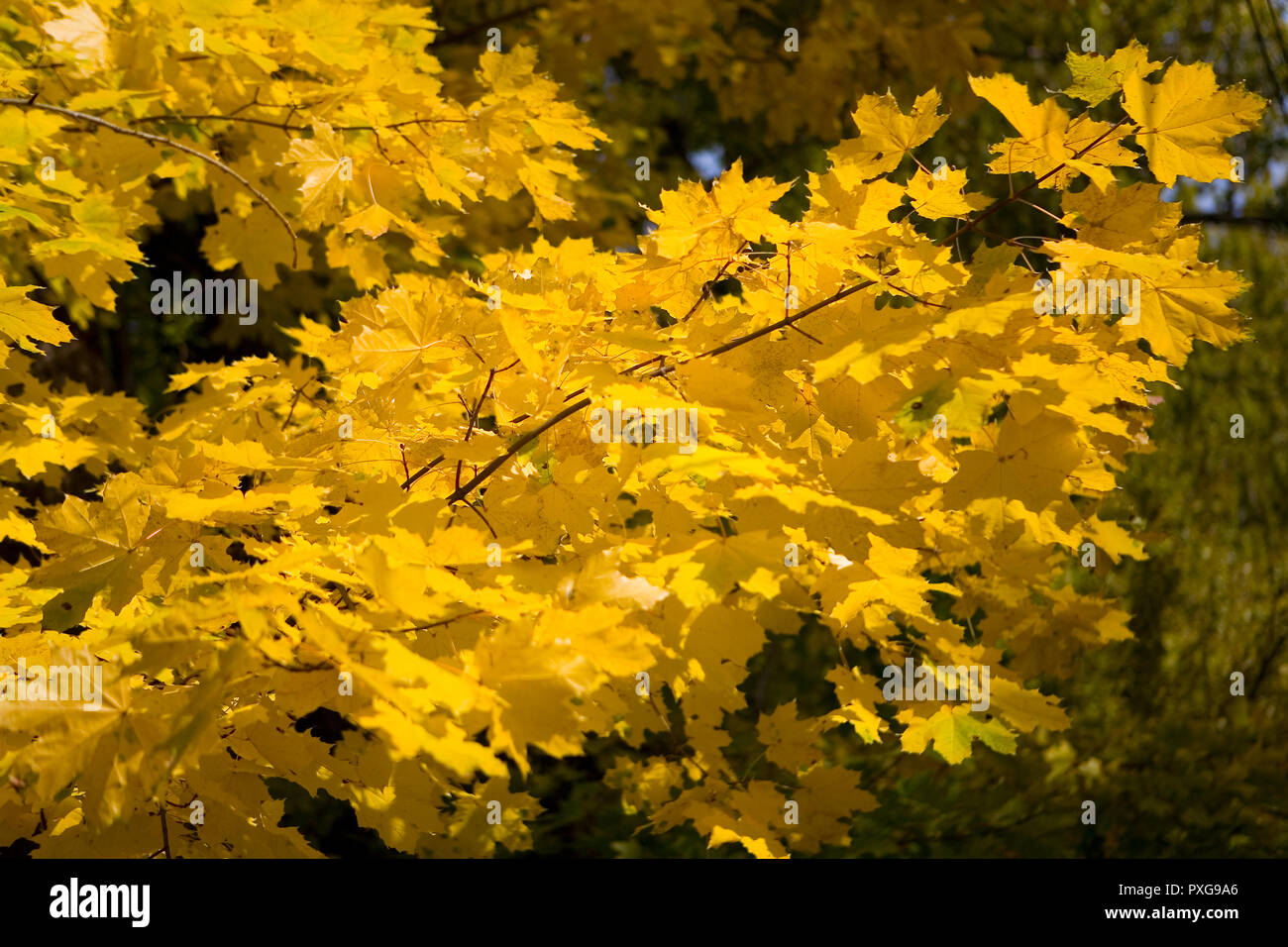 Yellow beautiful maple leaves on a branch. Autumn nature Stock Photo ...