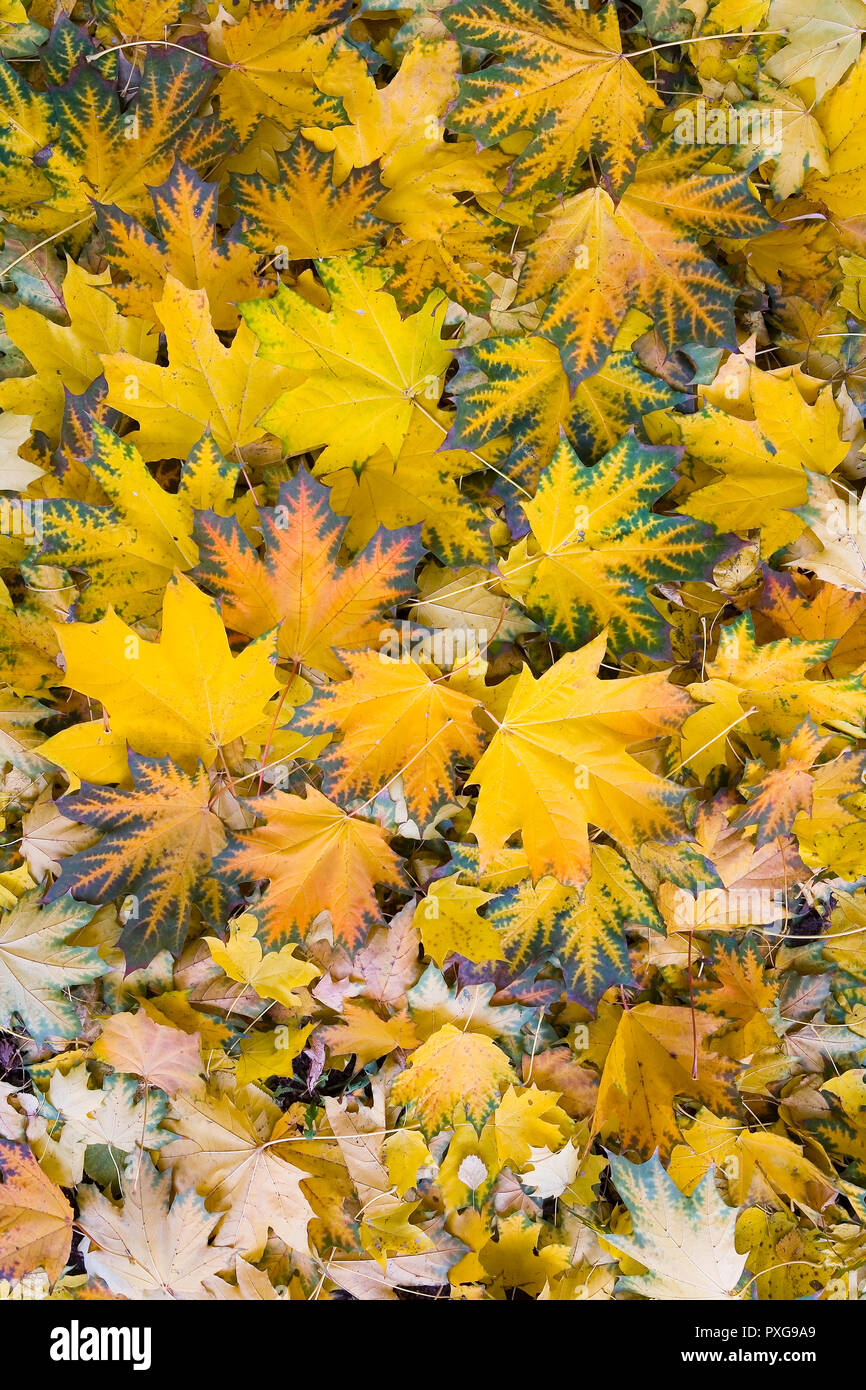Beautiful fallen colorful maple leaves. Autumn nature Stock Photo - Alamy