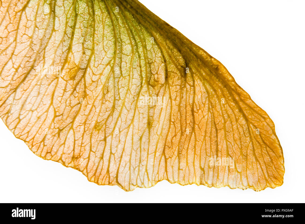 Maple seed pattern hi-res stock photography and images - Alamy