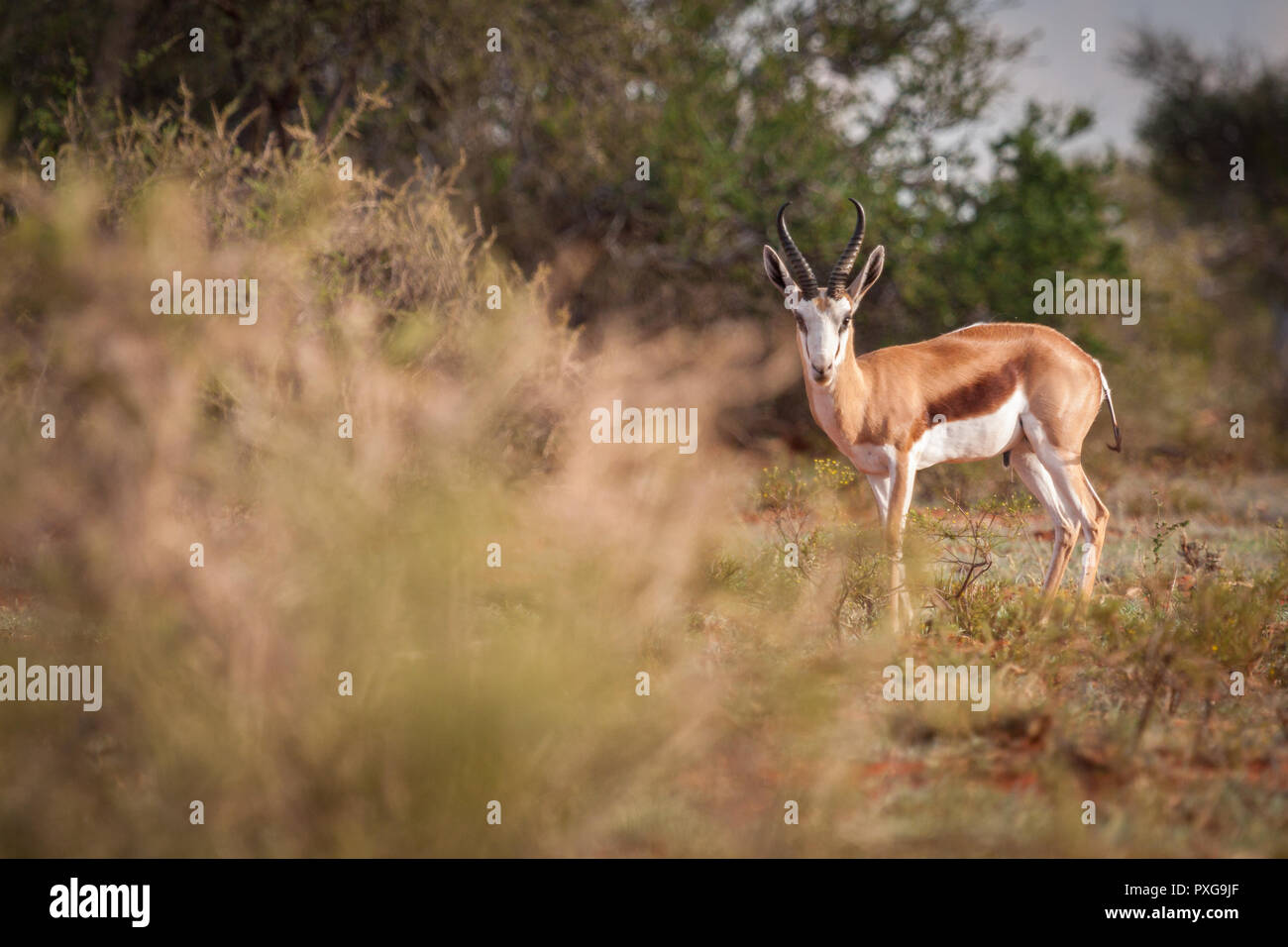 Springbok hunting hi-res stock photography and images - Alamy