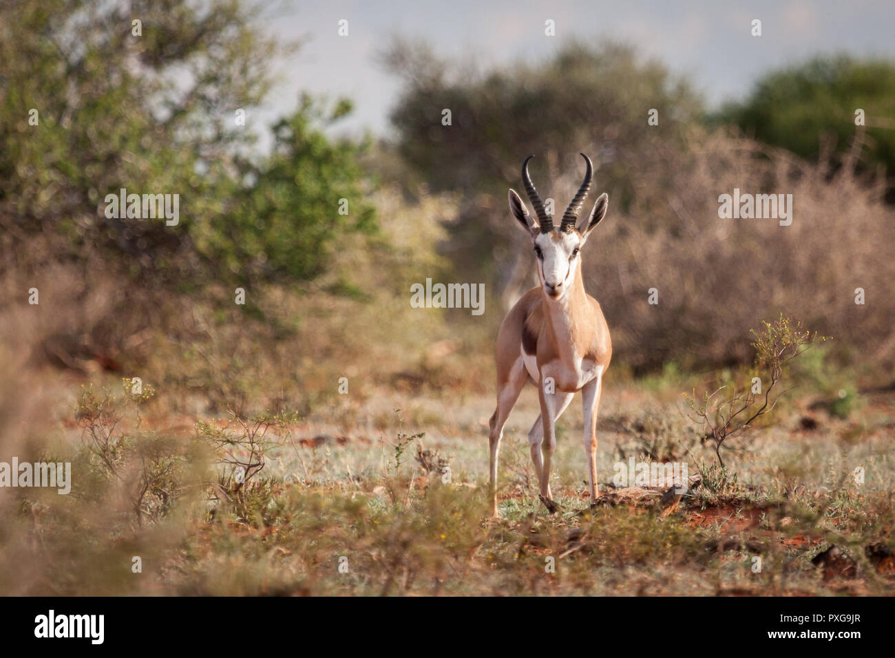 Beautiful adult Springbok ram in the Northern Cape province of South ...