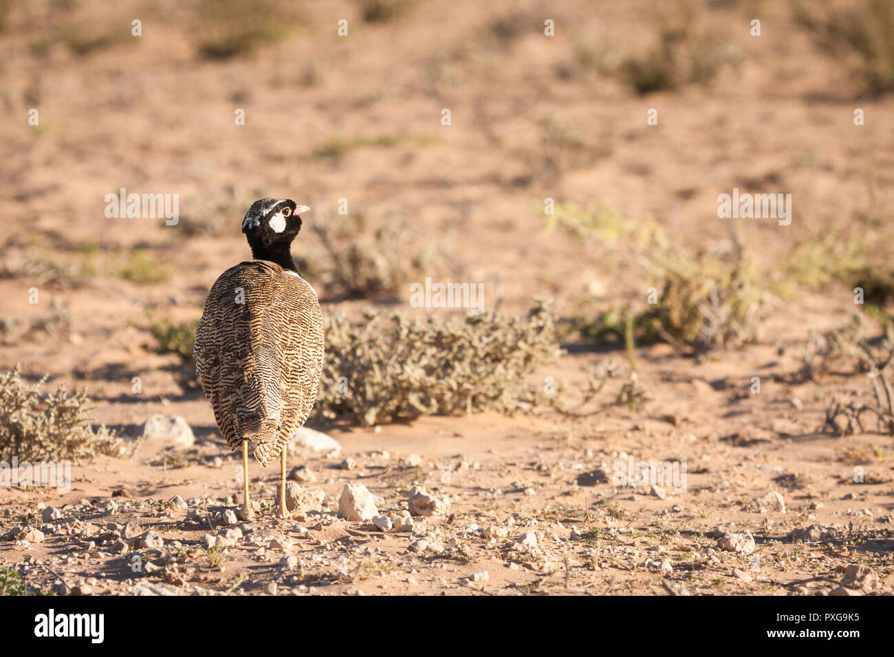 Northern korhaan hi-res stock photography and images - Alamy