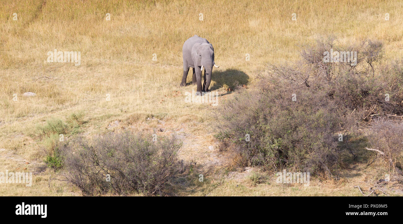 Aerial view elephant in wildlife hi-res stock photography and images ...