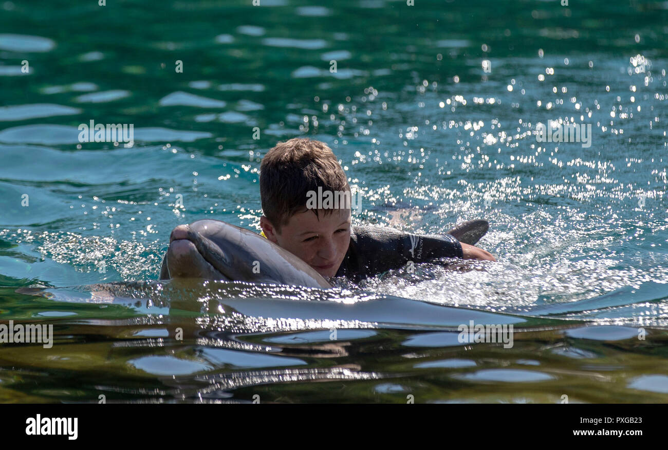 Kai Gray, 10, from Northampton, swims with a dolphin during the ...