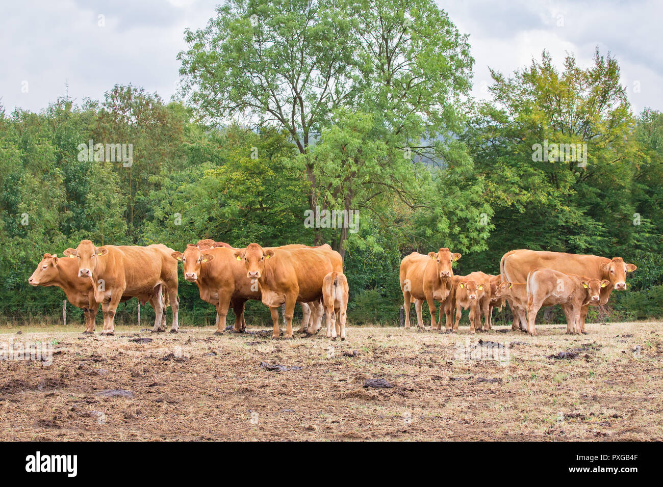 Herd of brown cows with calves in dried up pasture Stock Photo - Alamy