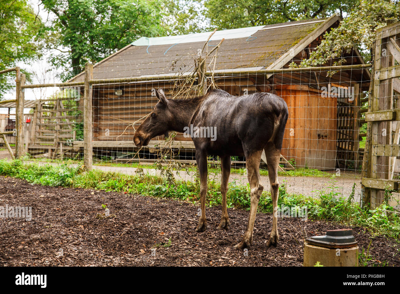 Moose at Skansen, the first open-air museum and zoo, located on the ...