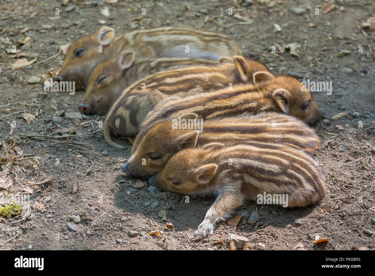 Sleeping young wild boars lie in a row Stock Photo - Alamy