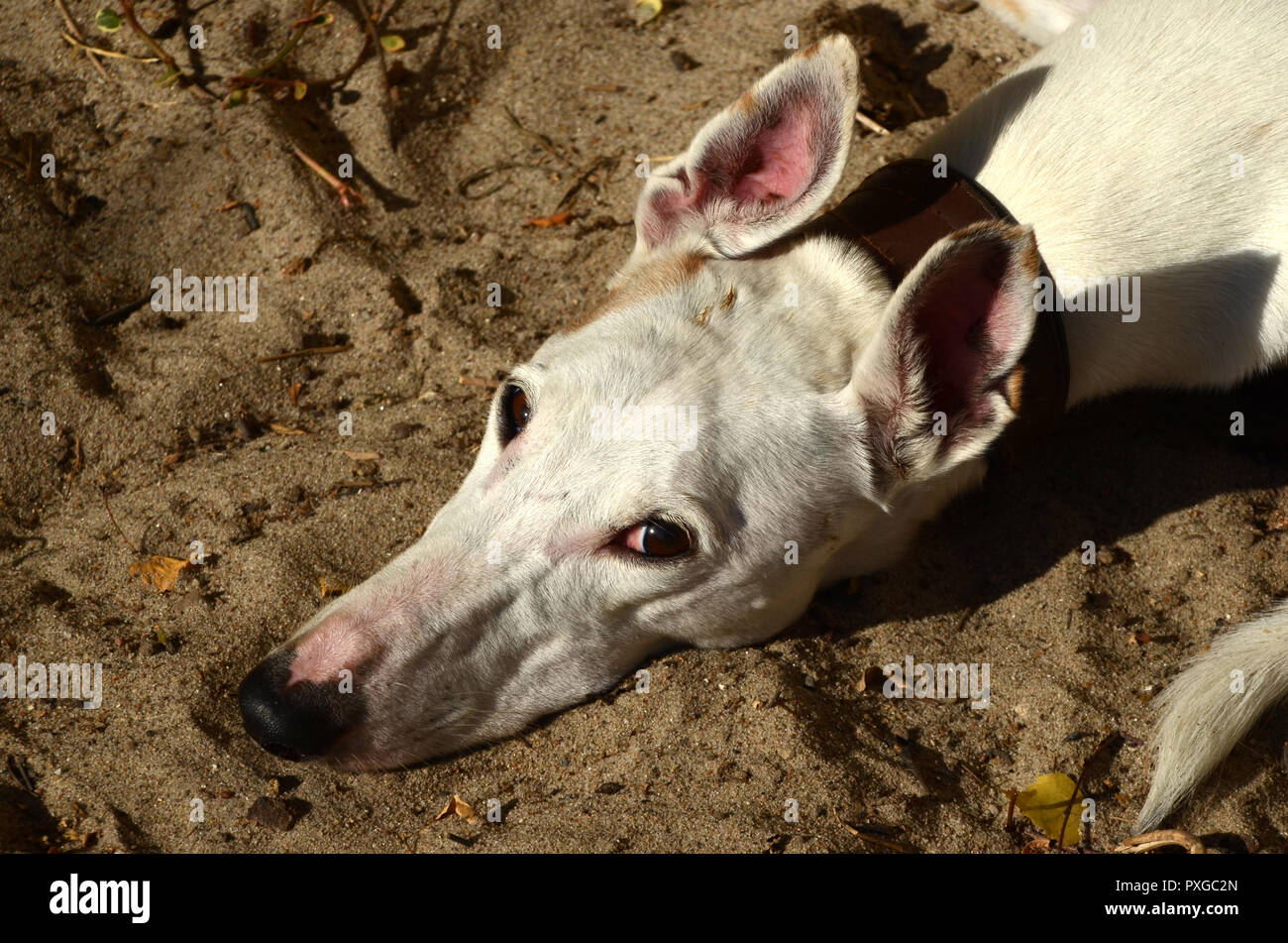 White Podenco mix dog laus in sand looking at camera Stock Photo - Alamy