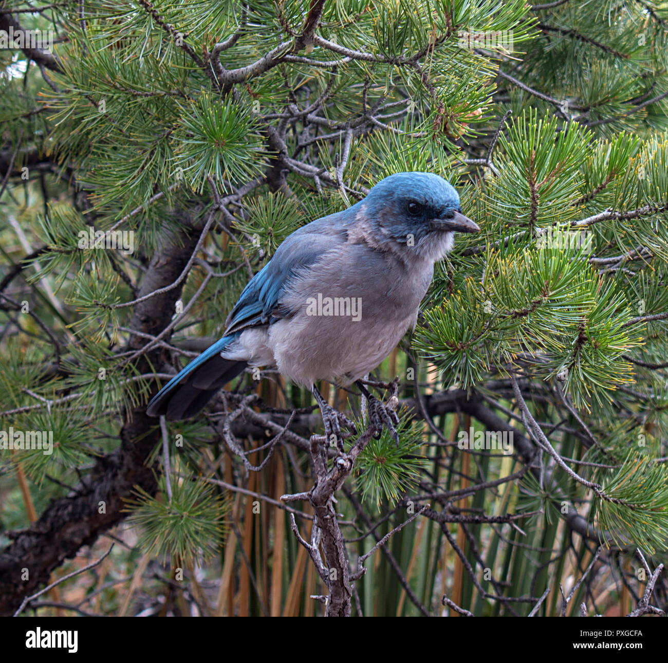 Mexican blue jay hi-res stock photography and images - Alamy