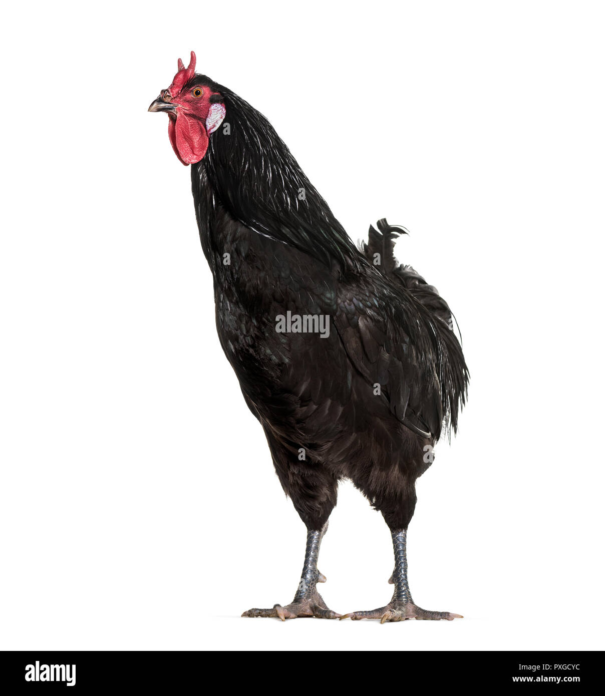 La fleche rooster hi-res stock photography and images - Alamy