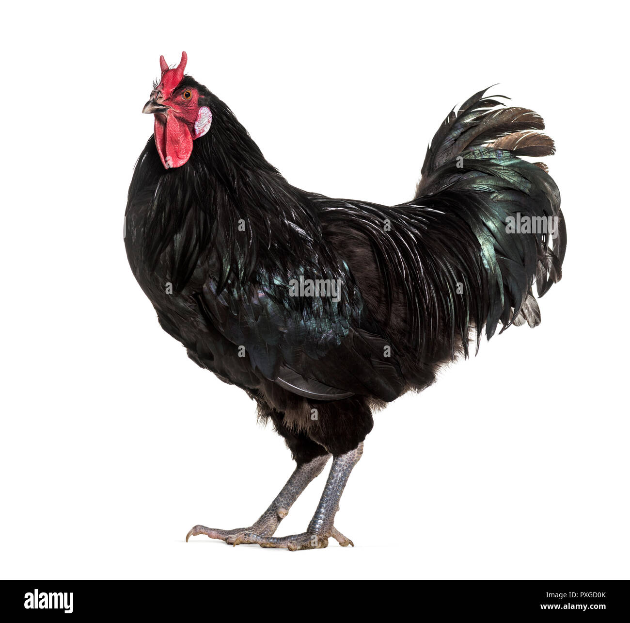 La Fleche chicken standing against white background Stock Photo - Alamy