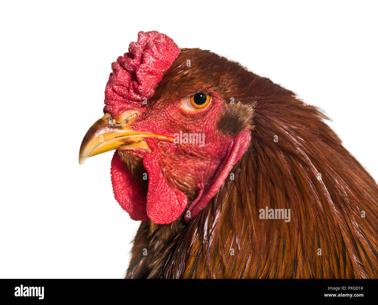 Brahma rooster, close up against white background Stock Photo - Alamy