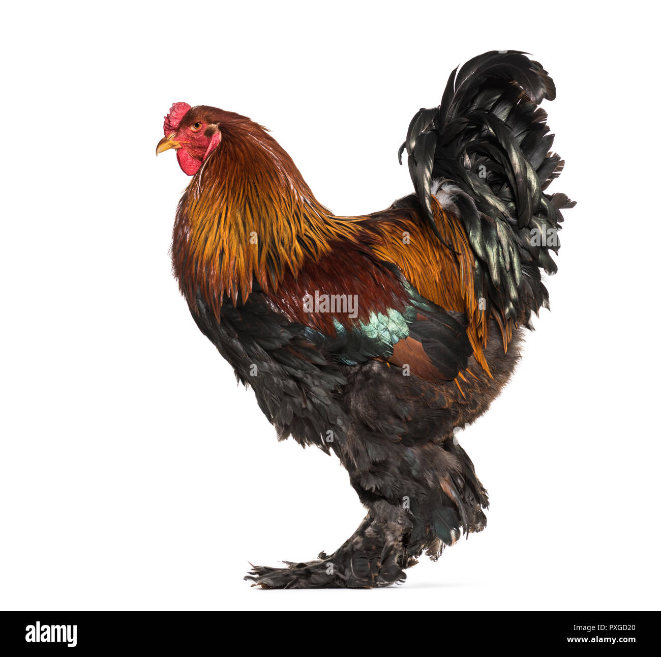 Brahma rooster, standing against white background Stock Photo - Alamy