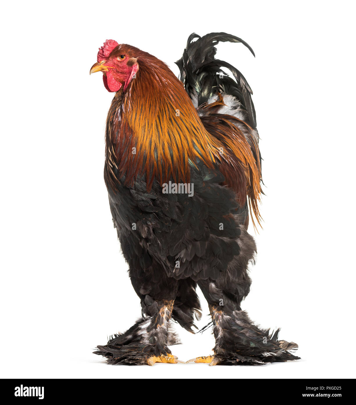 Brahma rooster, standing against white background Stock Photo - Alamy