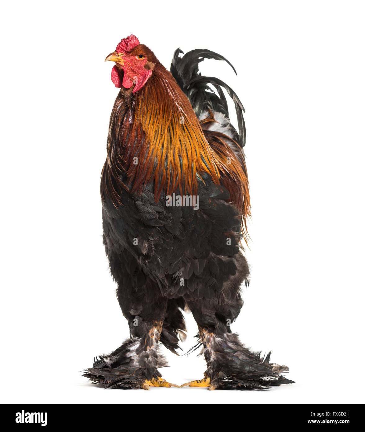 Brahma rooster Cut Out Stock Images & Pictures - Alamy