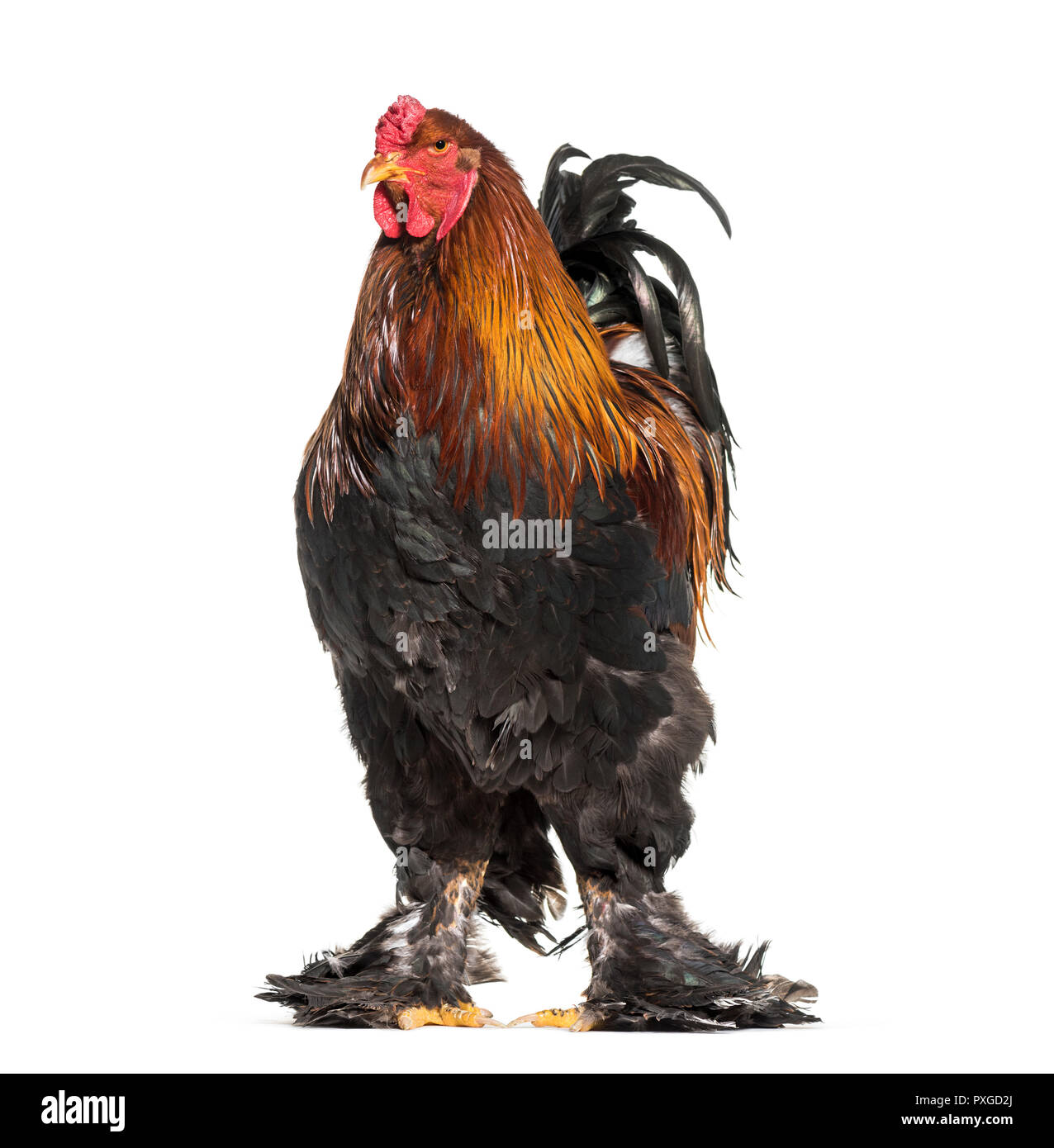 Brahma rooster, standing against white background Stock Photo - Alamy