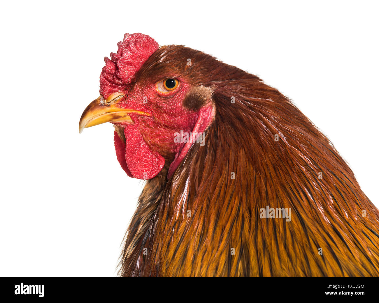 Brahma rooster, close up against white background Stock Photo - Alamy