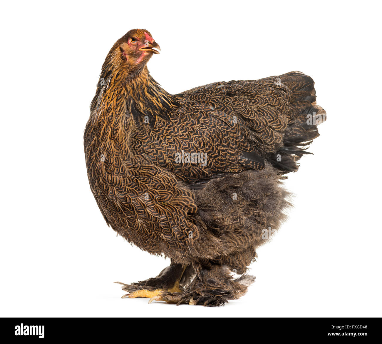 Brahma hen, standing against white background Stock Photo - Alamy