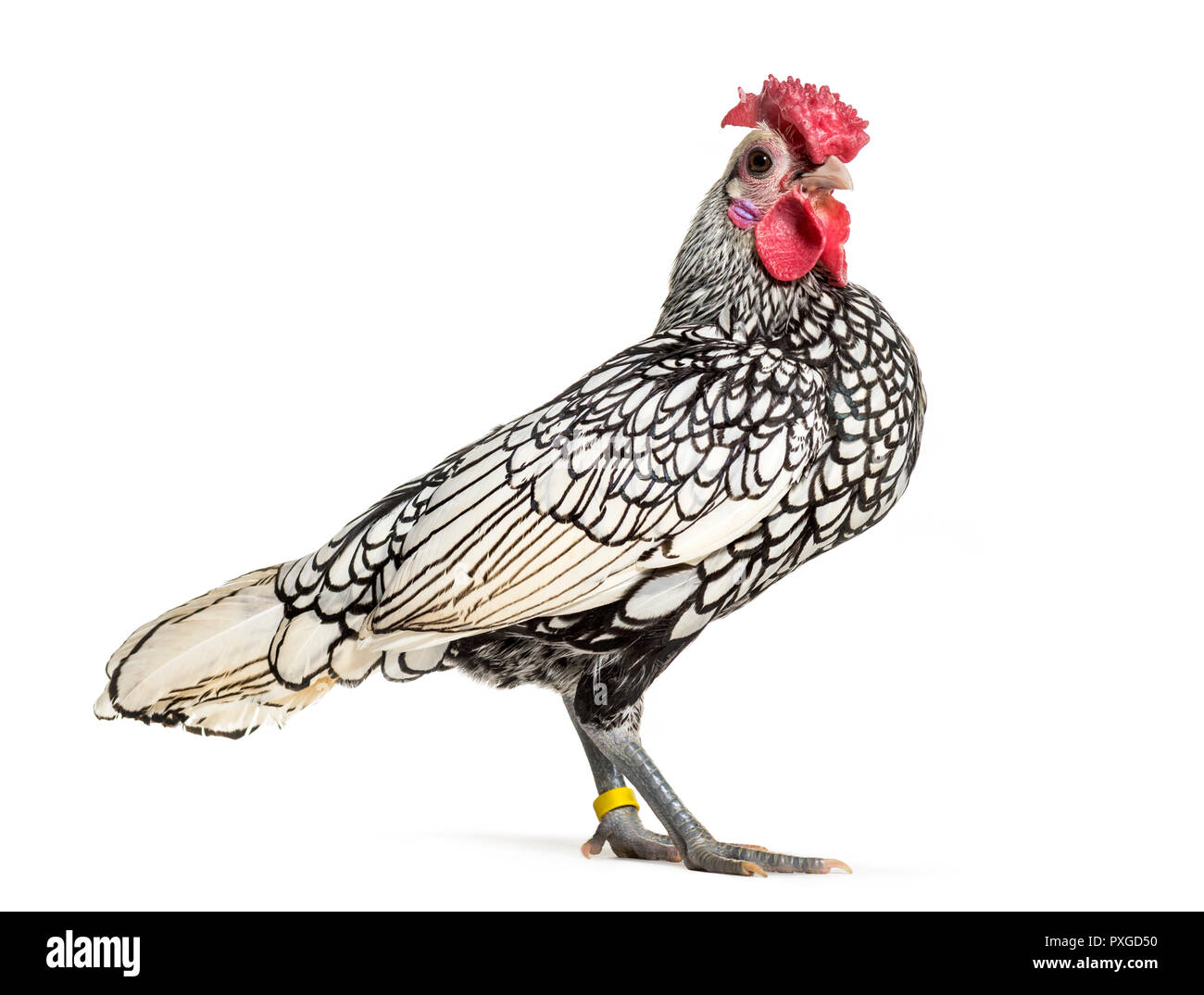 Sebright chicken, standing against white background Stock Photo - Alamy
