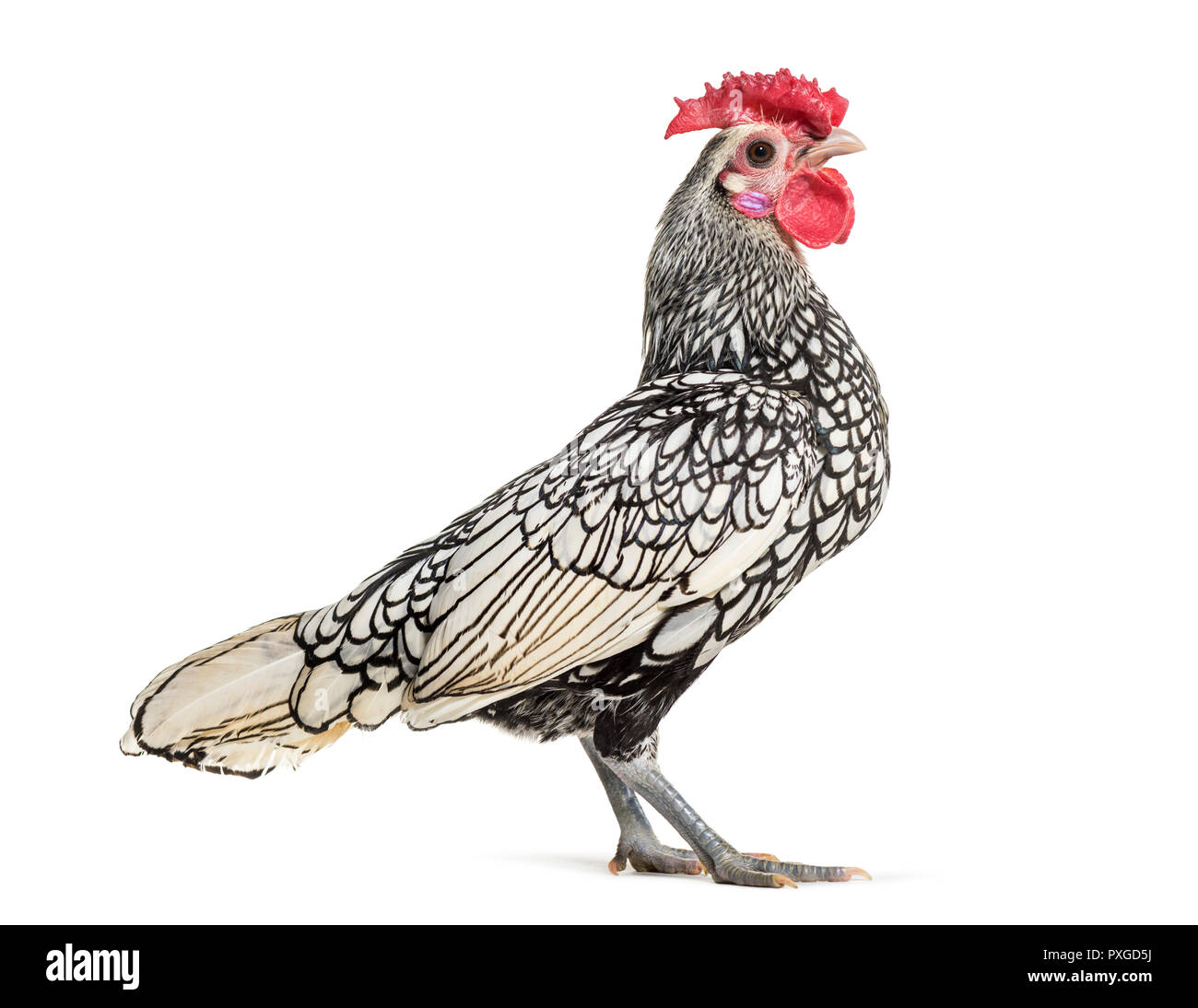 Sebright bantam hi-res stock photography and images - Alamy
