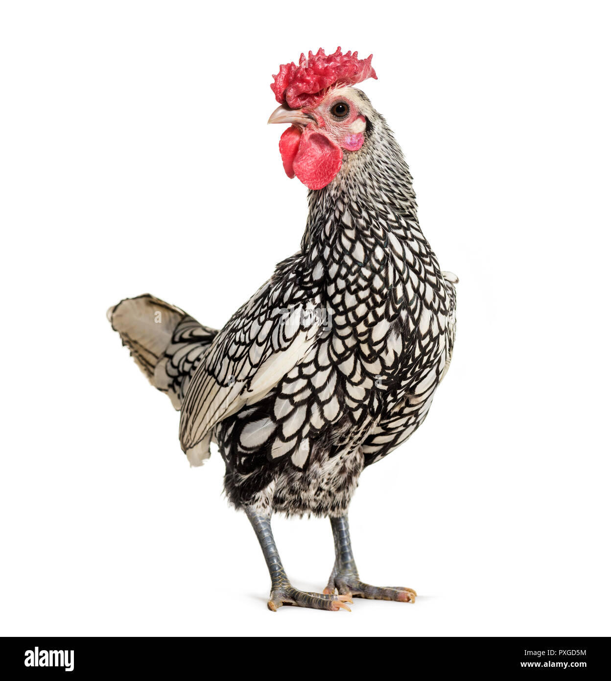 Sebright chicken hi-res stock photography and images - Alamy