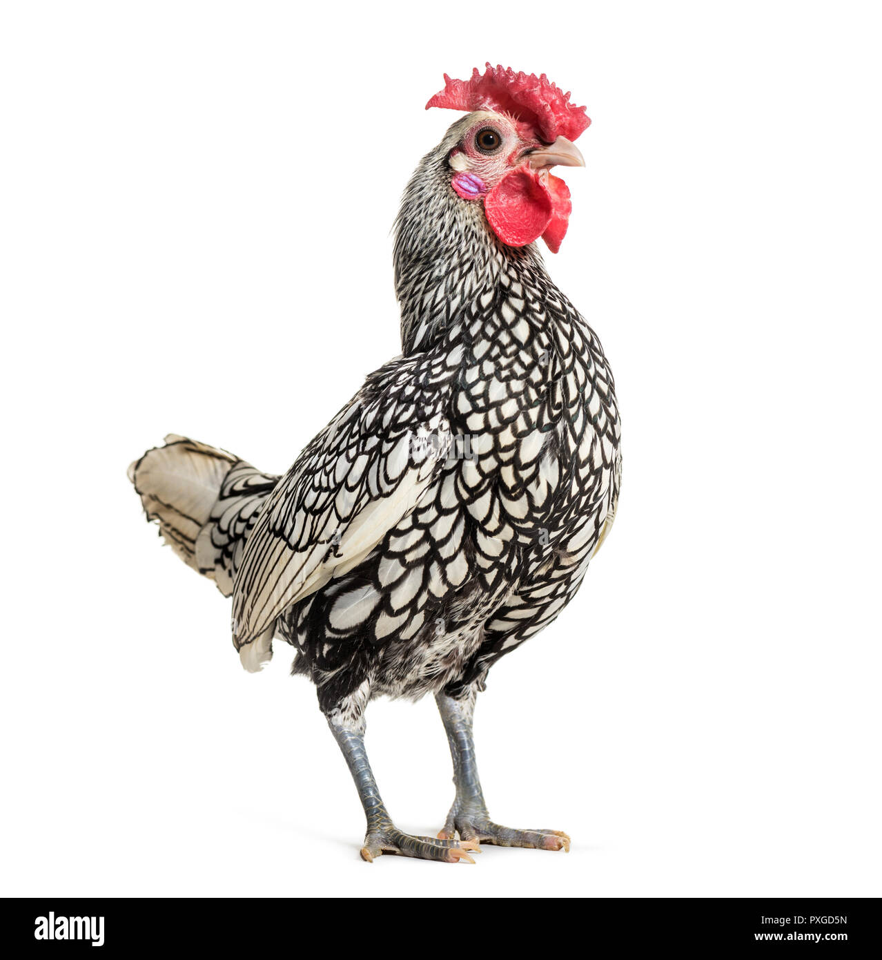 Sebright chicken hi-res stock photography and images - Alamy