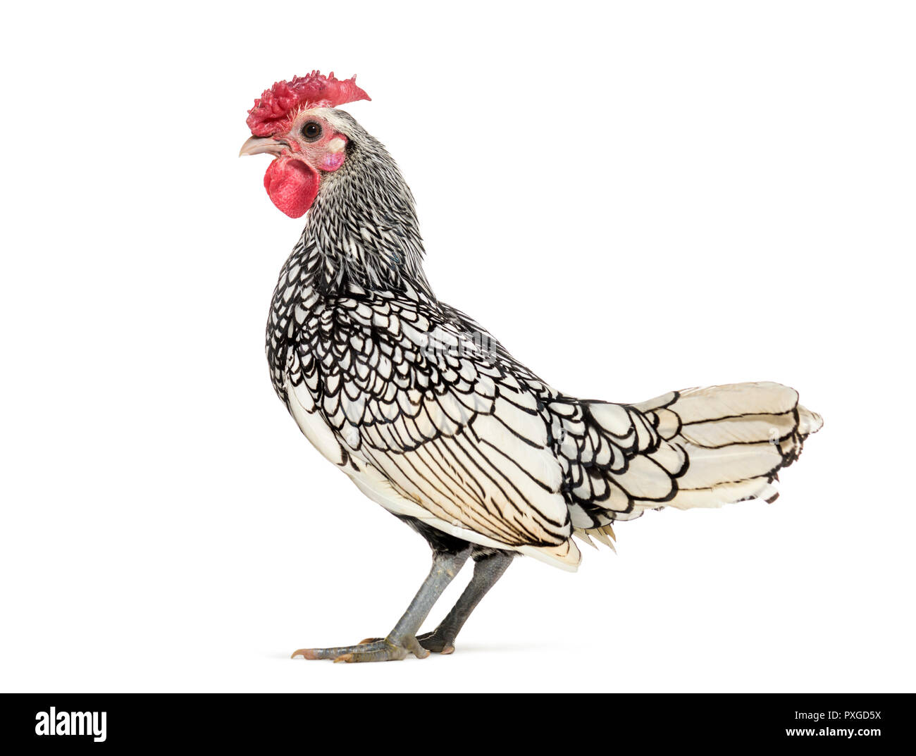 Sebright chicken, standing against white background Stock Photo - Alamy